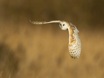 Bryn Ifan | North Wales Wildlife Trust