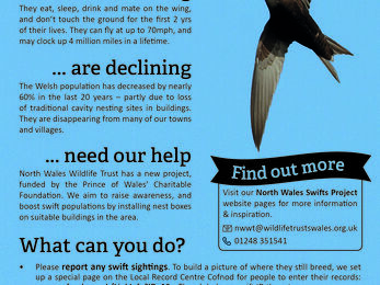 Swift Conservation project | North Wales Wildlife Trust