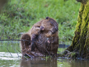 Welsh Beaver Project | North Wales Wildlife Trust
