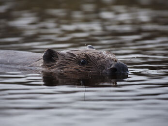 Welsh Beaver Project | North Wales Wildlife Trust