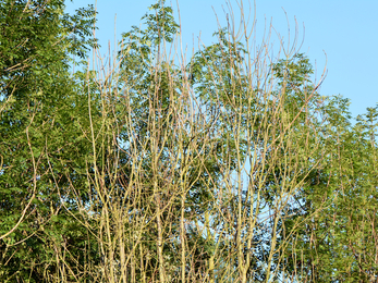 Managing ash dieback on NWWT nature reserves | North Wales Wildlife Trust
