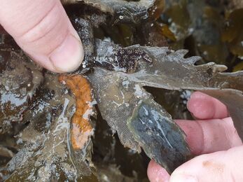 Shoresearch rocky shore surveys - August 2022 | North Wales Wildlife Trust