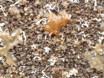 Shoresearch rocky shore surveys - August 2022 | North Wales Wildlife Trust