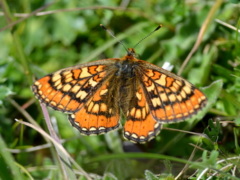 Bryn Ifan | North Wales Wildlife Trust