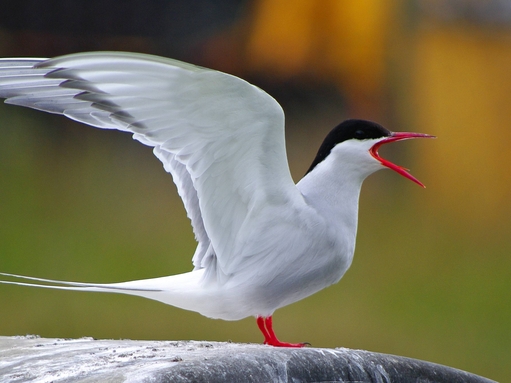 Terns | North Wales Wildlife Trust