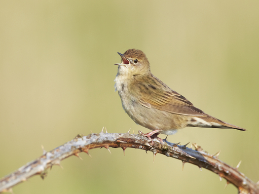 Bryn Ifan | North Wales Wildlife Trust