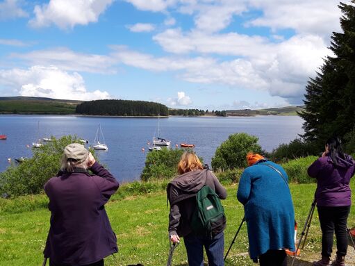 Ospreys at Llyn Brenig | North Wales Wildlife Trust