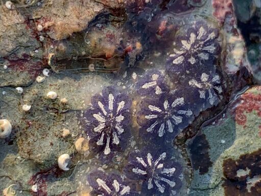 Shoresearch Cymru rocky shore surveys July 2021 | North Wales Wildlife ...