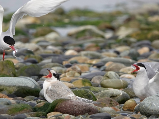 Discover terns at Cemlyn | North Wales Wildlife Trust