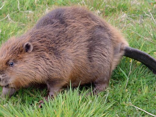 Welsh Beaver Project | North Wales Wildlife Trust