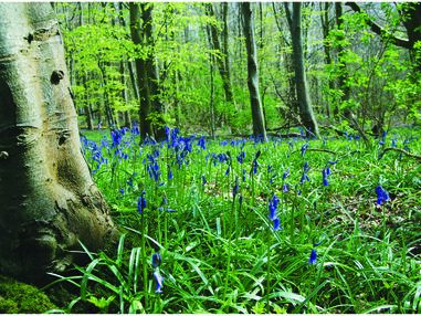 Our work on nature reserves | North Wales Wildlife Trust