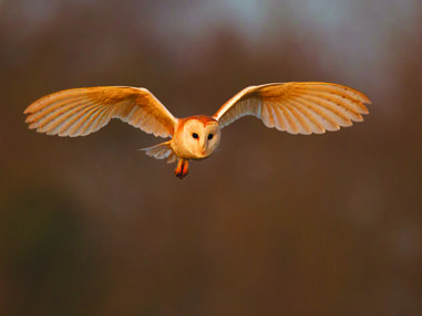 Barn owls | North Wales Wildlife Trust
