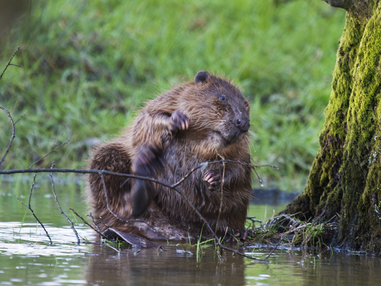 Welsh Beaver Project | North Wales Wildlife Trust