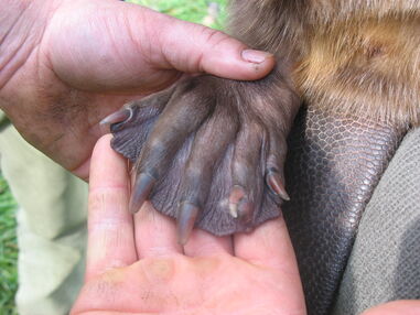 Welsh Beaver Project | North Wales Wildlife Trust