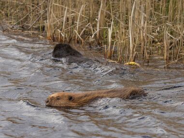 Welsh Beaver Project | North Wales Wildlife Trust