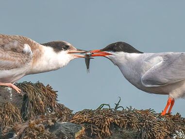 Discover terns at Cemlyn | North Wales Wildlife Trust