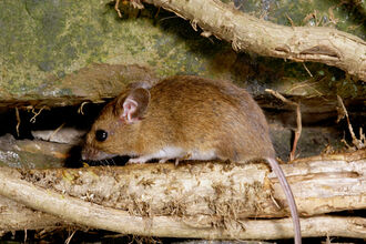 Mammals | North Wales Wildlife Trust