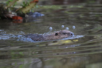 All about beavers | North Wales Wildlife Trust