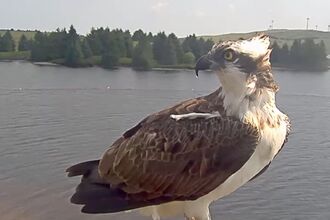 Events | North Wales Wildlife Trust