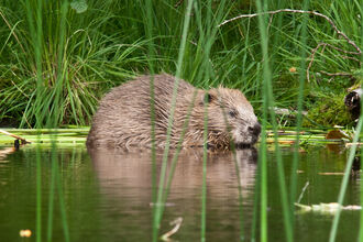 Welsh Beaver Project | North Wales Wildlife Trust