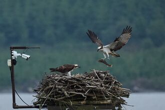 Ospreys at Llyn Brenig | North Wales Wildlife Trust