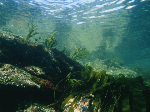 kelp forests uk