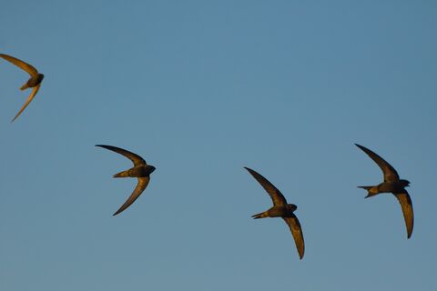 Swift Conservation project | North Wales Wildlife Trust