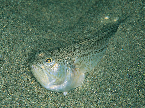 Lesser weever fish | North Wales Wildlife Trust