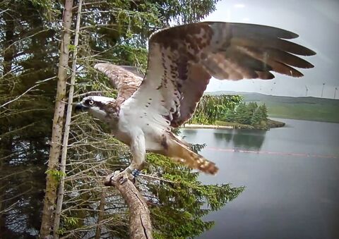 Ospreys at Llyn Brenig | North Wales Wildlife Trust