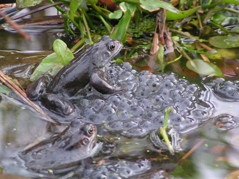 All you need to know about frog spawn | North Wales Wildlife Trust
