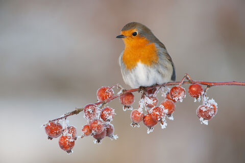 Winter colours | North Wales Wildlife Trust