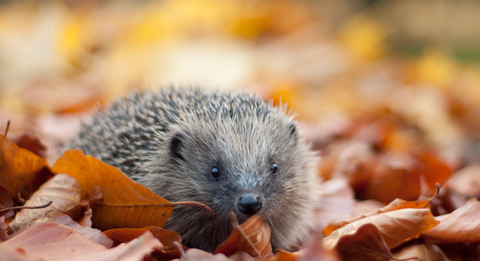 Hedgehogs need you! | North Wales Wildlife Trust