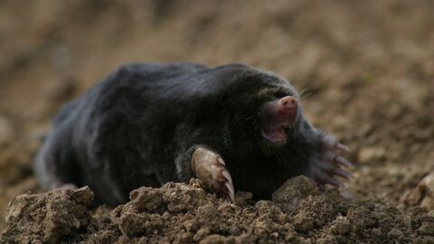 Mole | North Wales Wildlife Trust