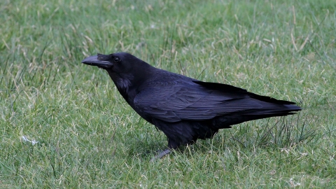 Raven | North Wales Wildlife Trust