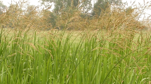 Reed sweet-grass | North Wales Wildlife Trust