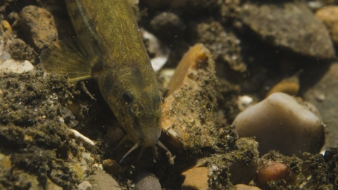 Stone loach | North Wales Wildlife Trust
