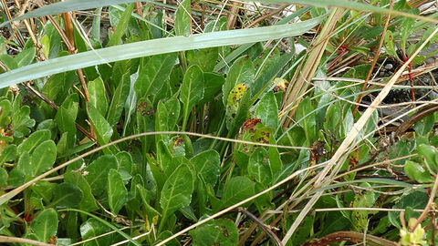 Sea beet | North Wales Wildlife Trust