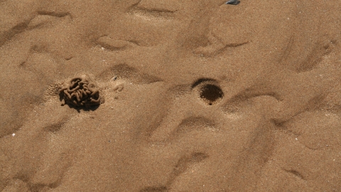 Lugworm | North Wales Wildlife Trust