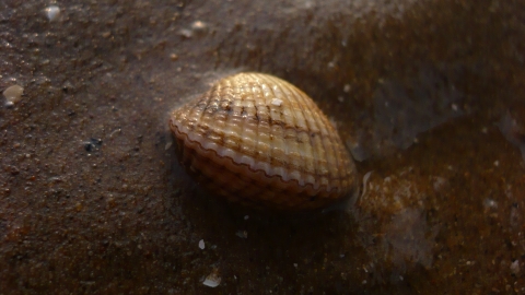 Cockle | North Wales Wildlife Trust