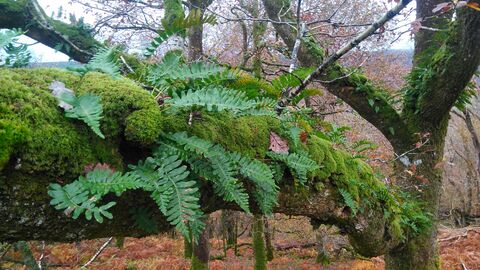 Coed Crafnant Nature Reserve | North Wales Wildlife Trust