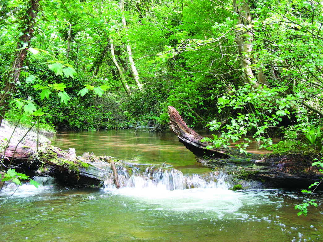 Our work on nature reserves | North Wales Wildlife Trust