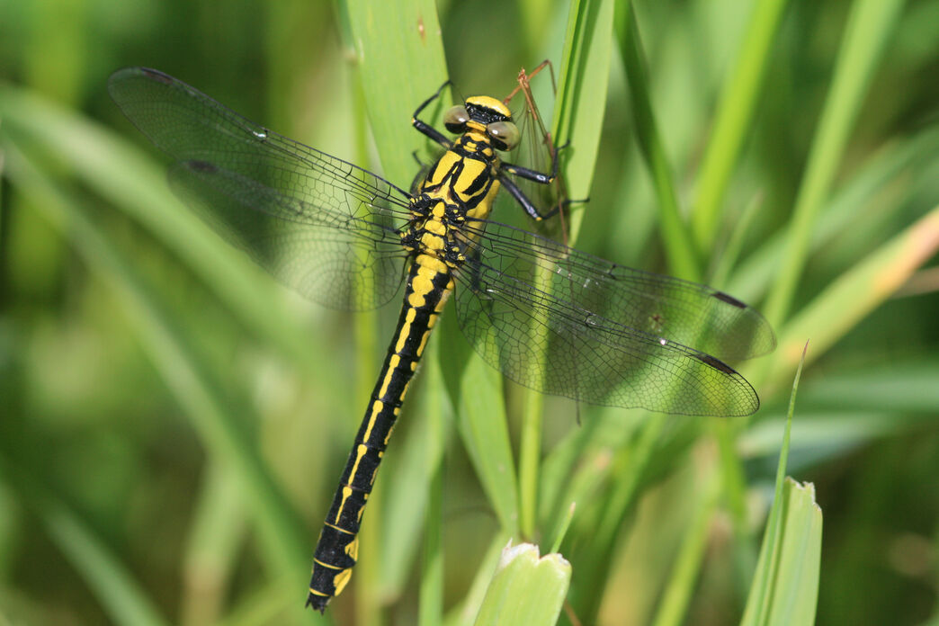 Dragonflies and damselflies | North Wales Wildlife Trust