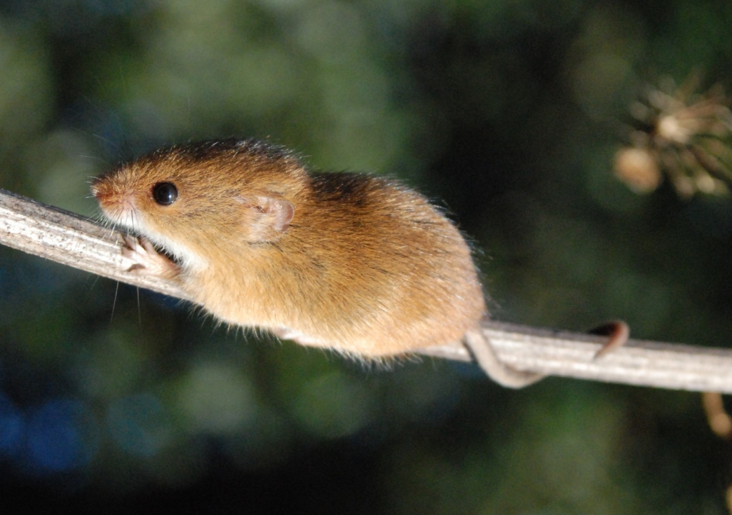 A very successful harvest mouse survey! | North Wales Wildlife Trust