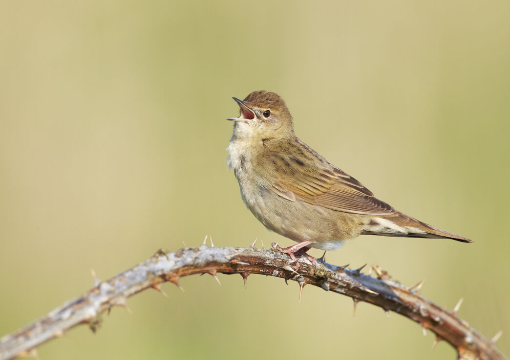 Bryn Ifan | North Wales Wildlife Trust