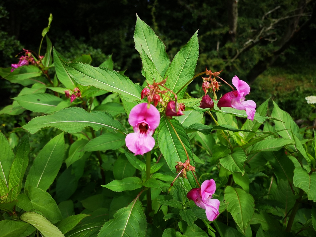 Invasive Species Week: 20th -26th May 2024 | North Wales Wildlife Trust