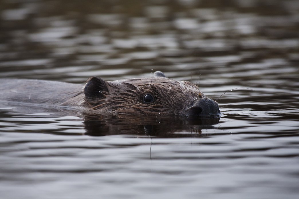 Welsh Beaver Project | North Wales Wildlife Trust