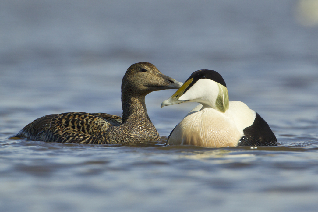 How to identify diving ducks | North Wales Wildlife Trust