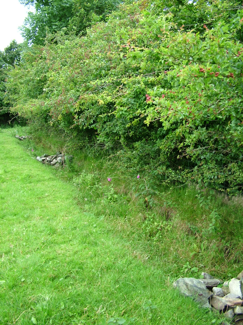 Plant trees and hedges | North Wales Wildlife Trust