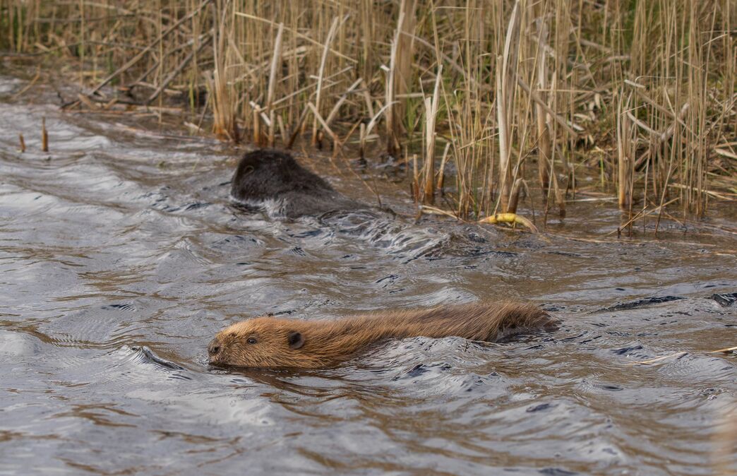 Welsh Beaver Project | North Wales Wildlife Trust
