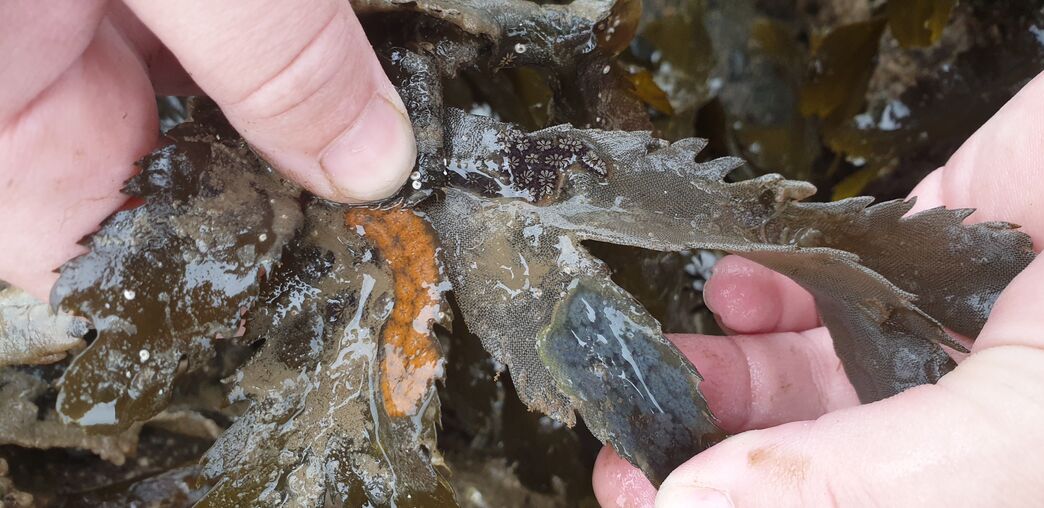 Shoresearch rocky shore surveys - August 2022 | North Wales Wildlife Trust